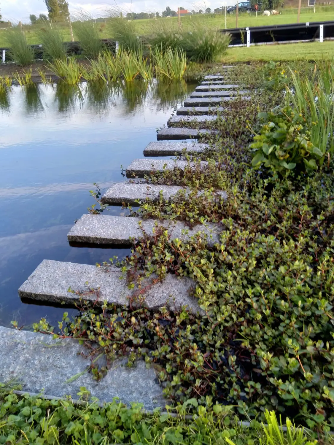 Wat kost een natuurlijke vijver?